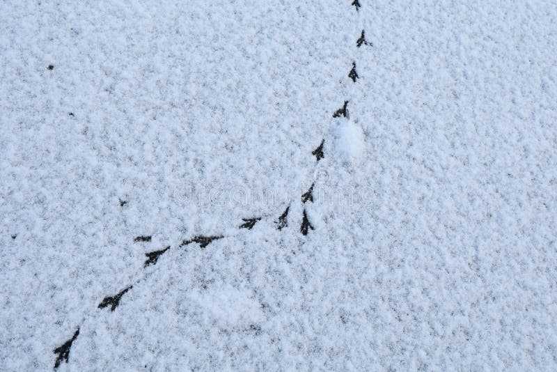 Bird Tracks in the Winter on Fresh Snow Stock Image - Image of foot ...