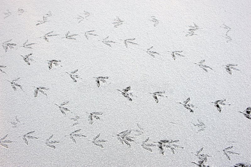 Bird trails stock image. Image of trail, claw, walk, bird - 23238515