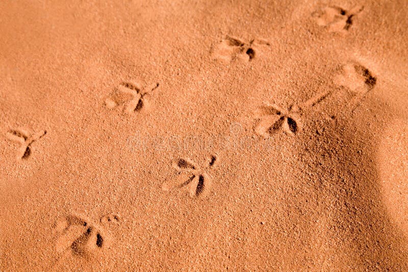 Bird trails on red sand stock image. Image of macro, ripple - 13420627