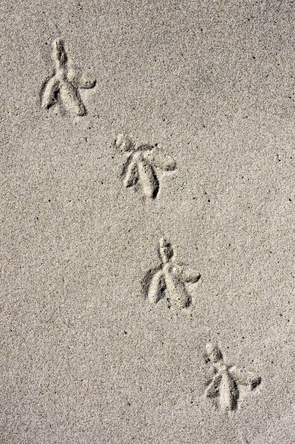 Bird trails on sand stock image. Image of baltic, trace - 179219465