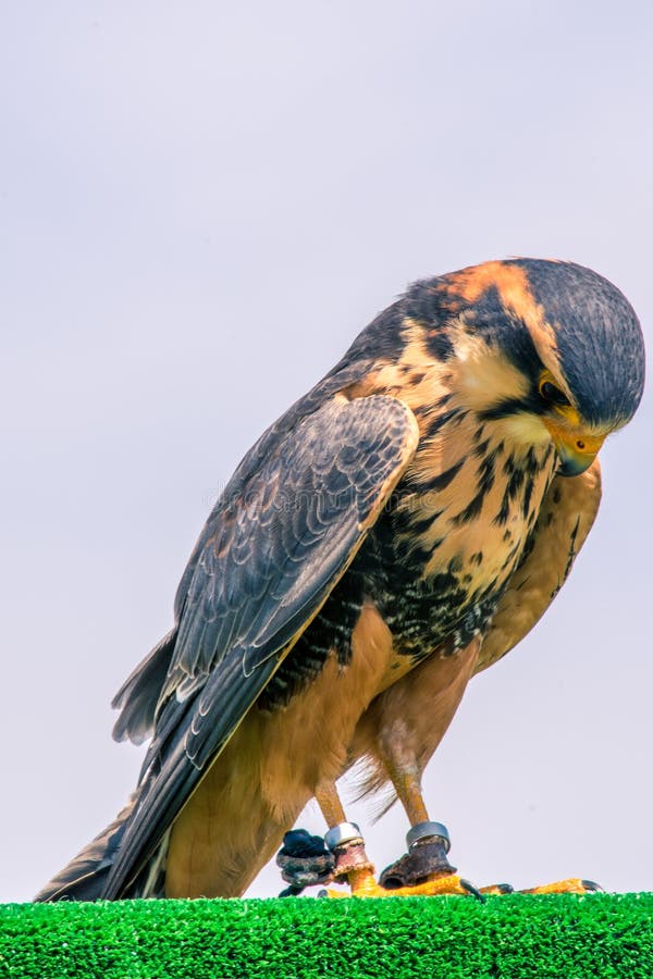 Bird Trained Bird of Prey Falconry Stock Image - Image of trained, bird ...