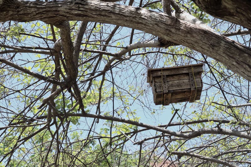A Bird Trap on the Tree at Noon Taken by Low Angle Stock Photo - Image ...