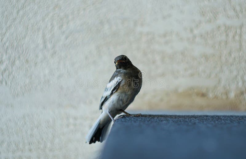 A Bird Trapped Behind a Window Stock Image - Image of wildlife ...