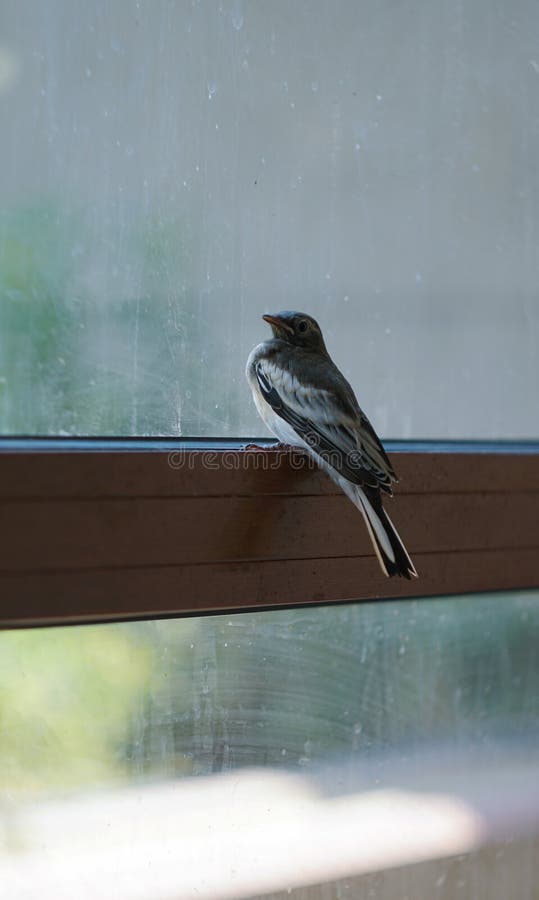 A Bird Trapped Behind a Window Stock Image - Image of bluetit, bird ...