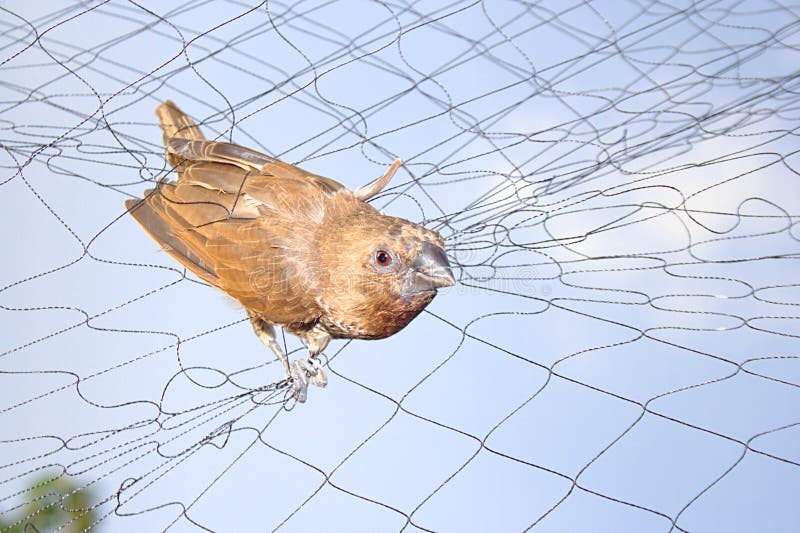 Bird stock image. Image of beak, trapped, bird, poultry - 46788329