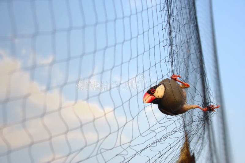 Bird stock image. Image of beak, trapped, bird, poultry - 46788329