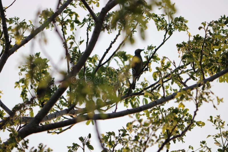 Bird on Tree stock photo. Image of bird, beautiful, nature - 173202626