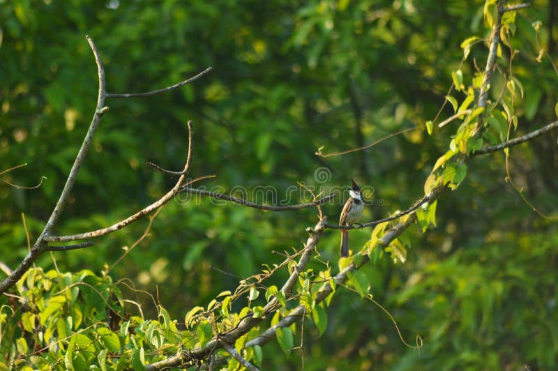 Bird on tree stock image. Image of grass, wildlife, plant - 180116363