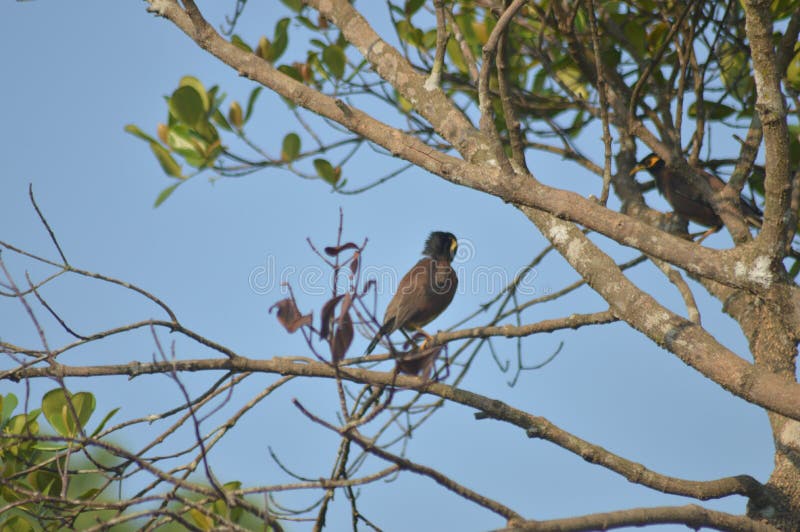 Bird on tree stock image. Image of bird, spring, wildlife - 181264591