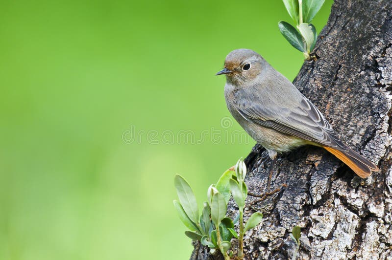 Bird on the tree stock image. Image of sitting, ornithology - 18854087