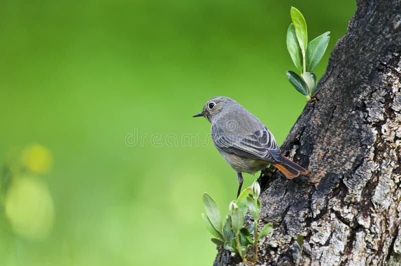 Bird on the tree stock image. Image of bird, pose, looking - 18854155