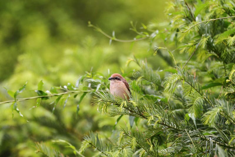 Bird in the tree stock photo. Image of shrike, wildlife - 19729722