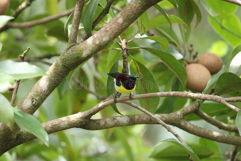 A bird on a tree. stock photo. Image of branch, animal - 226444510