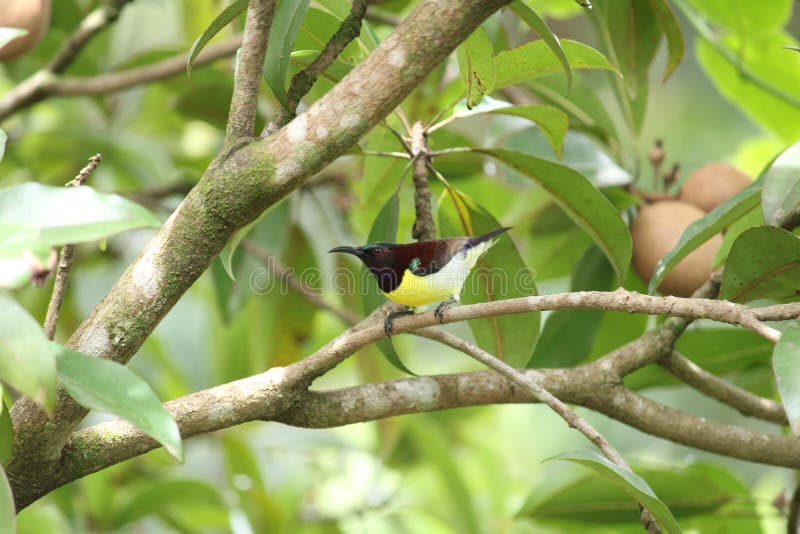 A bird on a tree. stock photo. Image of flower, green - 226444586
