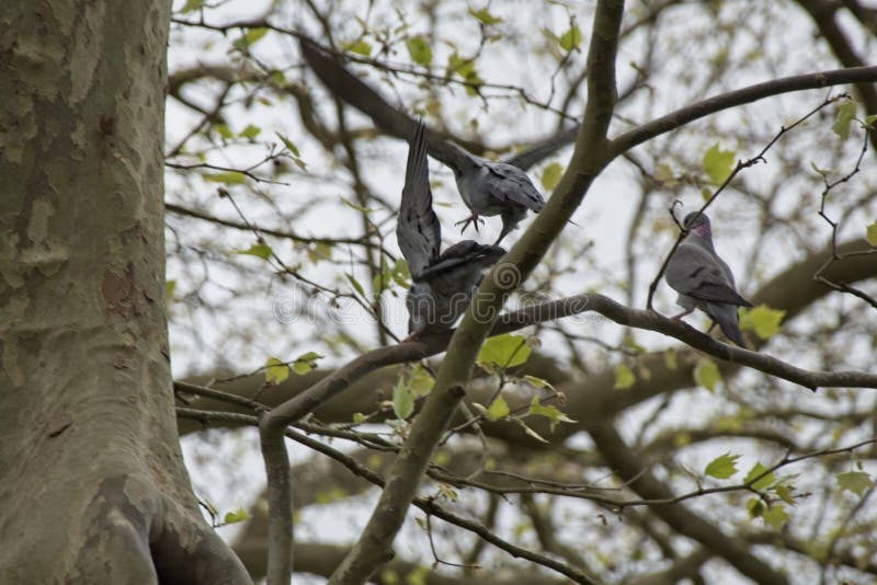 Bird on a tree stock image. Image of wildlife, yellow - 230978297