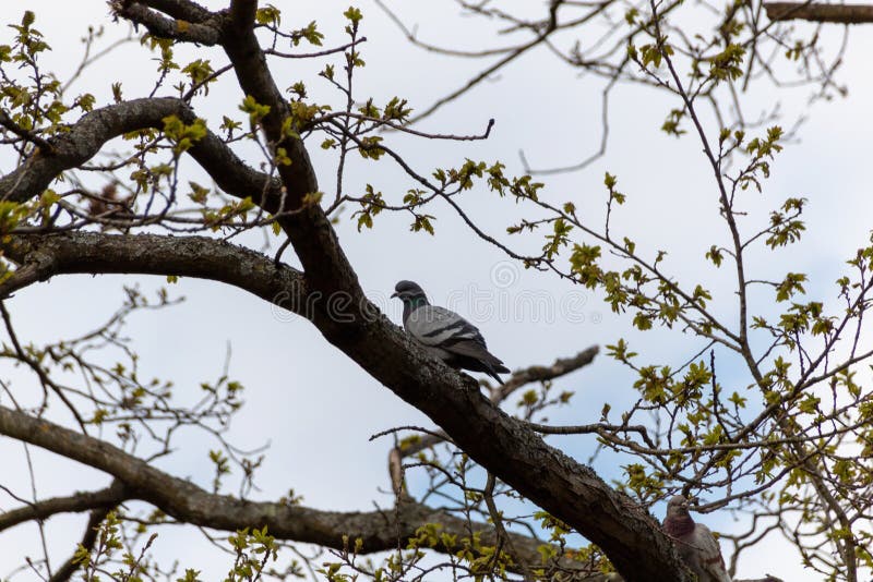 Bird on a tree stock photo. Image of spring, branch - 268086584