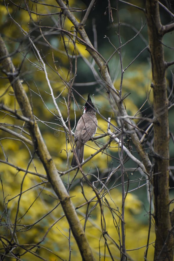 Bird in tree stock image. Image of sunlight, branch - 220079837