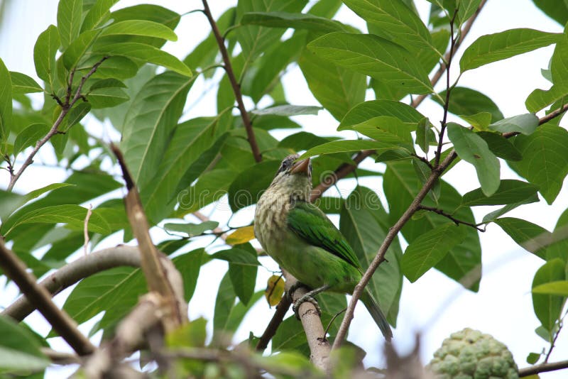 A bird on a tree. stock photo. Image of nature, branch - 226444770
