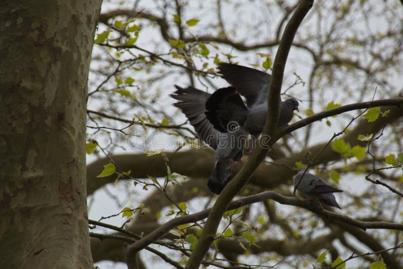 Bird on a tree stock photo. Image of green, tree, environment - 230978292