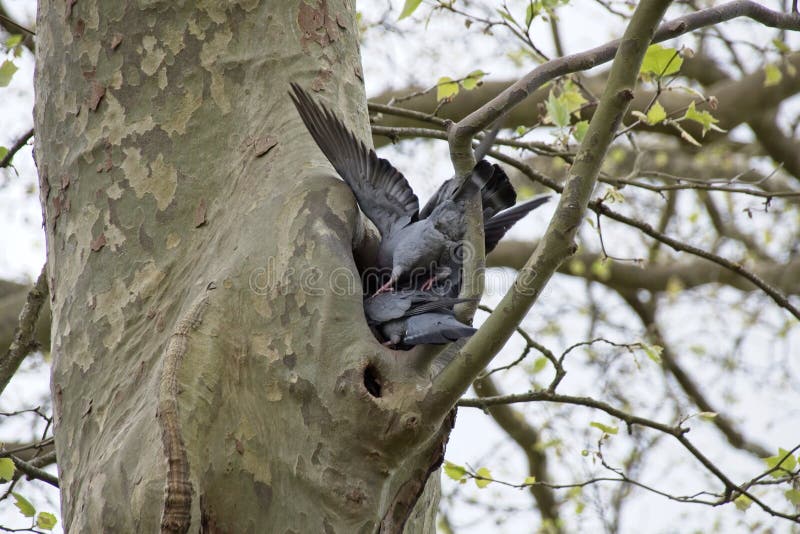 Bird on a tree stock image. Image of summer, wildlife - 230978317