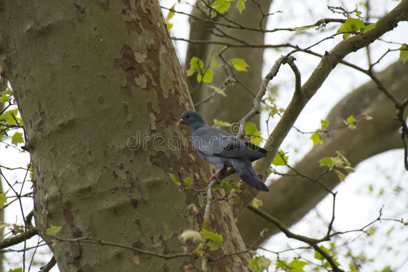 Bird on a tree stock photo. Image of wood, wild, birds - 230978344