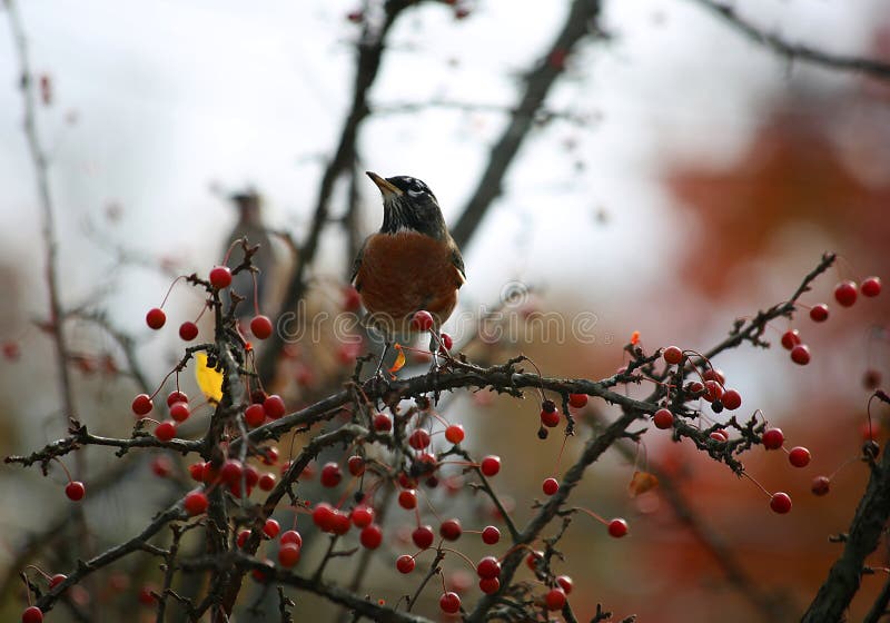 Bird in a Tree stock photo. Image of woods, eating, wildlife - 76280214