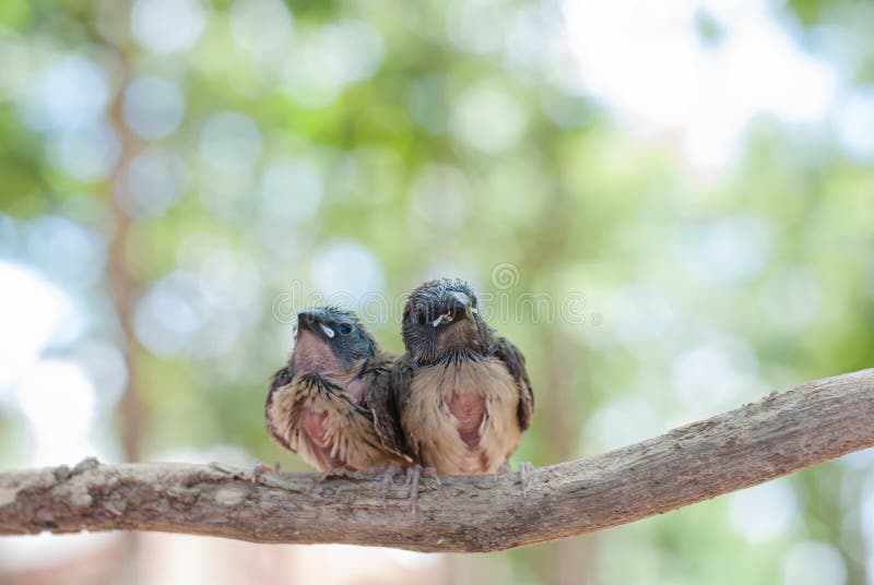 Bird on tree stock image. Image of outdoor, flowering - 46293629