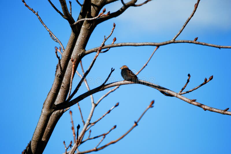Bird on a Tree Branch Against a Clear Blue Sky Stock Photo - Image of ...