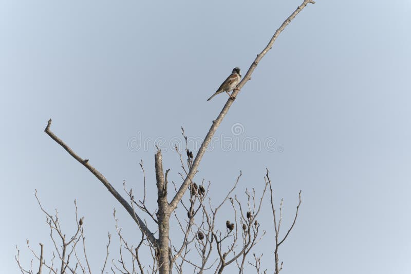 Bird on a tree branch stock image. Image of perched - 221307137