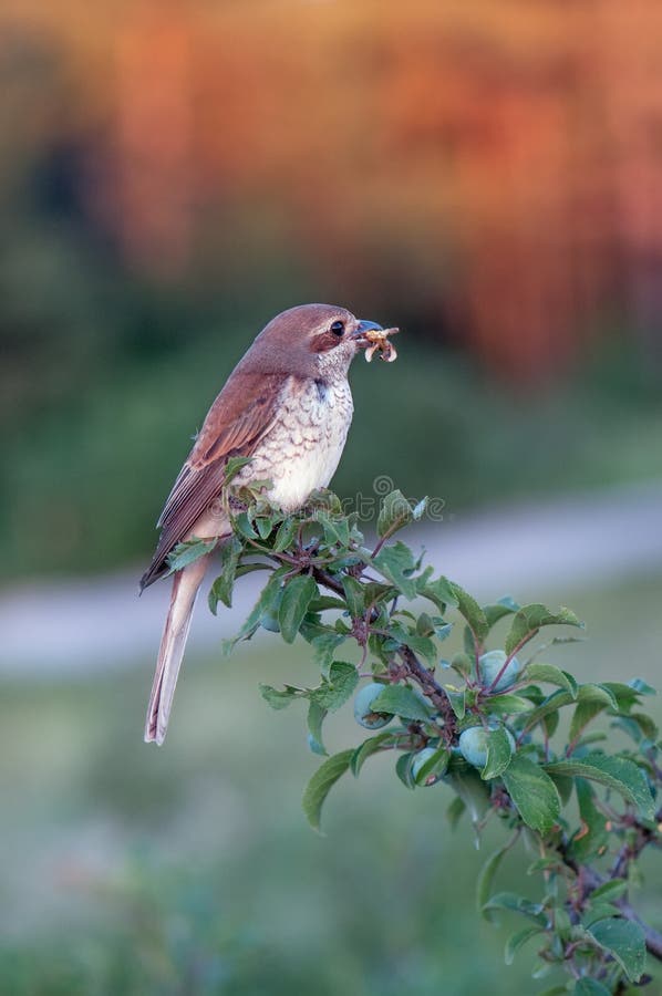 Bird on a Tree Branch in the Park Stock Photo - Image of field ...