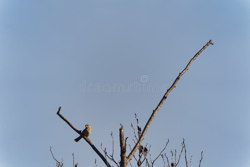 Bird on a tree branch stock photo. Image of spring, avian - 221306960