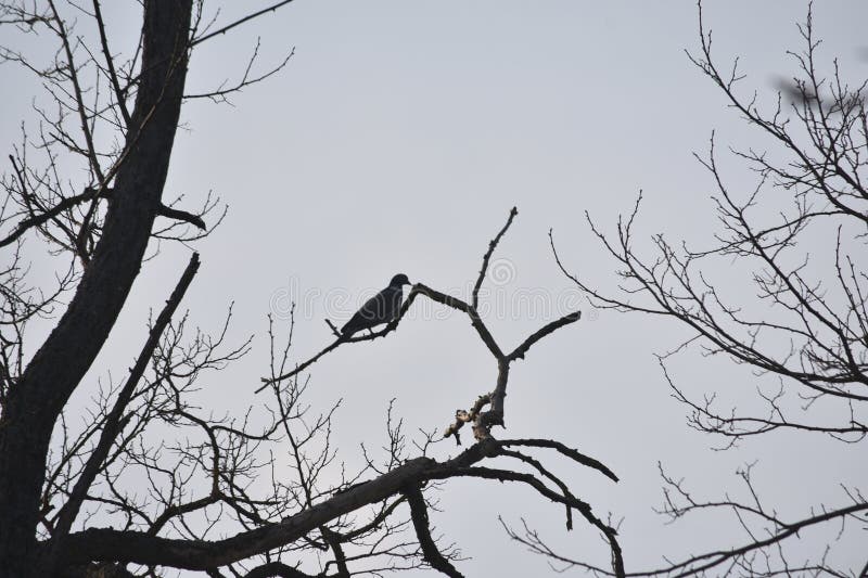 Bird on a Tree, Branch Natural, Pigeons Stock Image - Image of spring ...