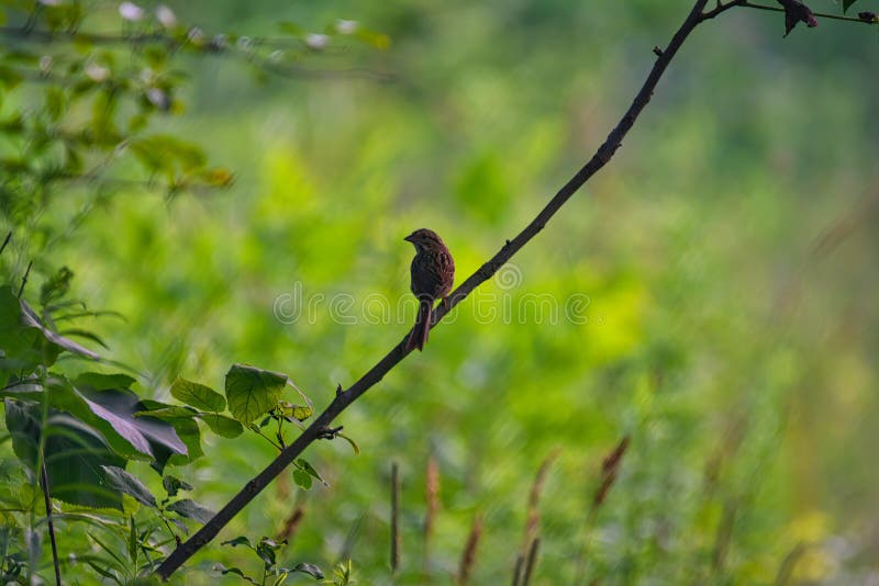 Bird on a Tree Branch: a Sparrow Bird Looks Over Its Shoulder while ...