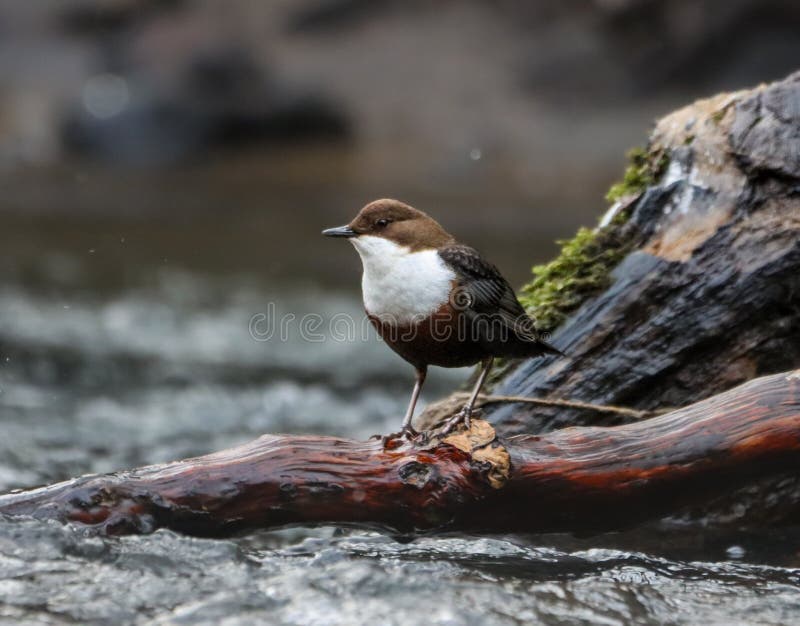 A Dipper Bird Perched on the End of a Tree Trunk in a Stream Stock ...