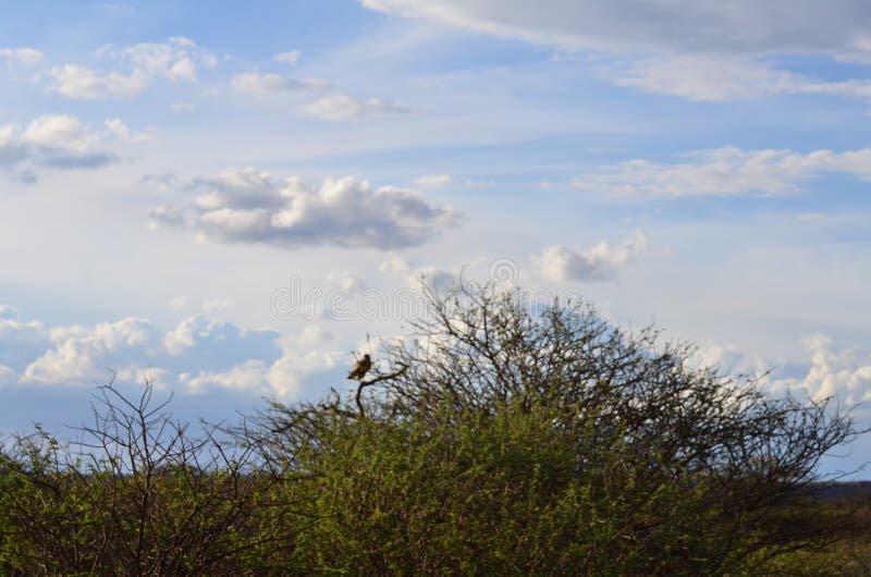 Bird in Tree with Clouds and Blue Sky Background Stock Photo - Image of ...