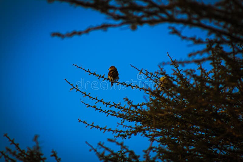 Bird in the Tree in Early Morning Stock Photo - Image of early, tree ...
