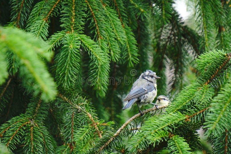 Bird, Tree, Ecosystem, Fauna Stock Photo - Image of biome, branch ...