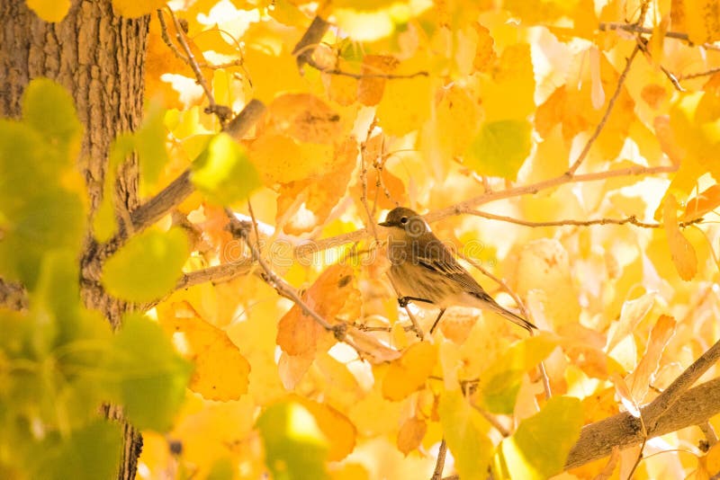 The Bird on the Tree Fall Leaf Yellow Glow Stock Image - Image of tree ...