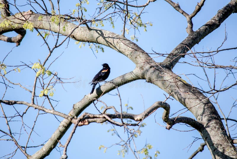 Bird, Tree, Fauna, Branch Picture. Image: 118242934