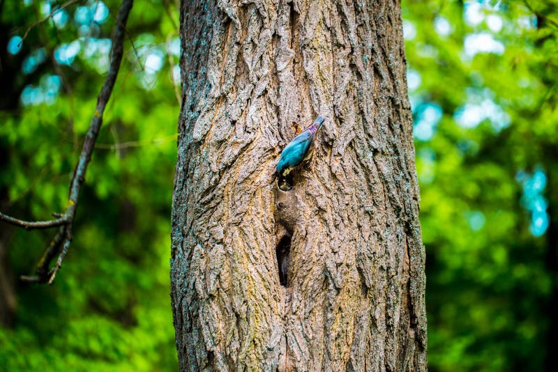 Bird in a Tree Feeding Nestling Stock Image - Image of bird, great ...