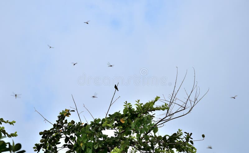 Bird on Tree and Group of Dragonfly Flying Around Stock Image - Image ...