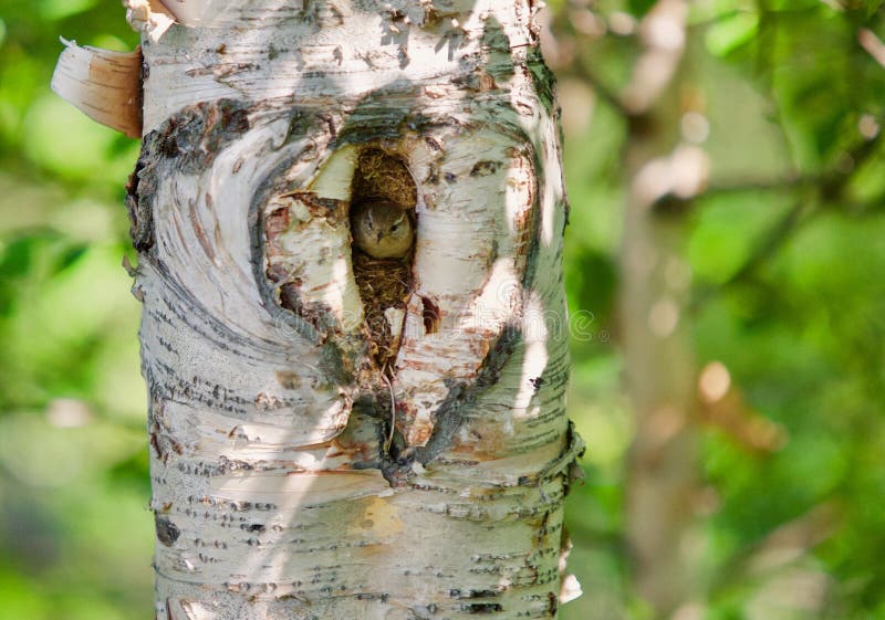 Bird in Tree Hole and Nesting There. Small Bird. Stock Photo - Image of ...