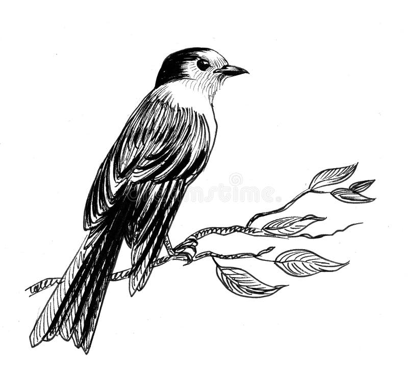 Bird on a tree stock illustration. Illustration of sketch - 118336706