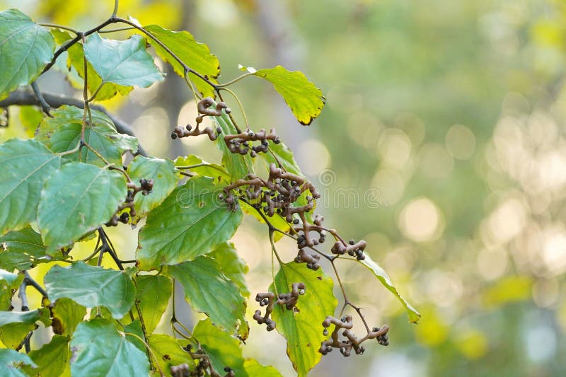 Bird in a Tree, with Leaves, Eating a Berry Stock Photo - Image of ...