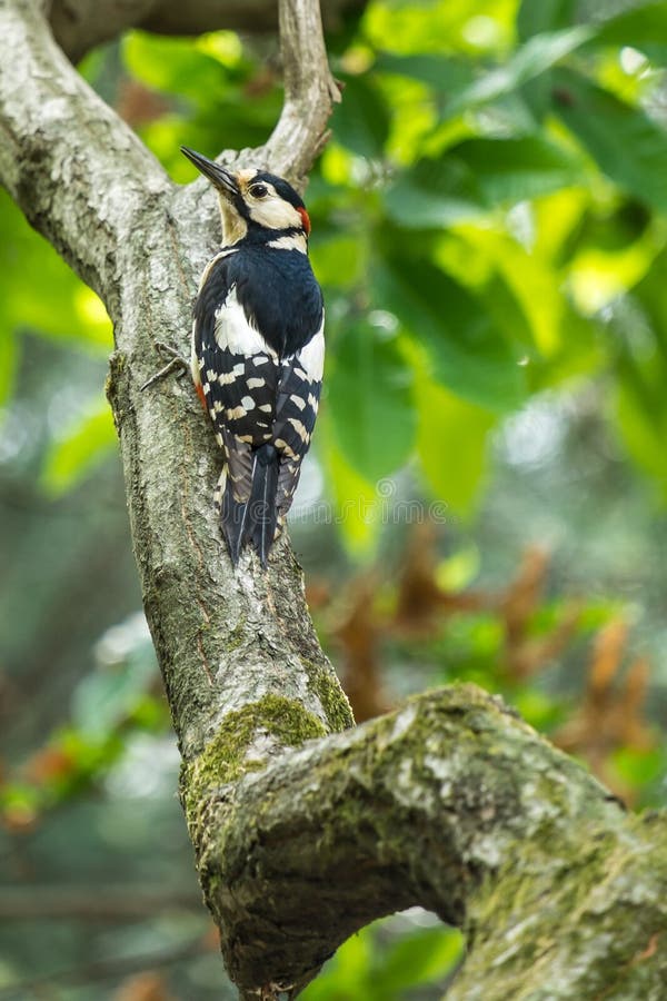 Bird on a tree stock image. Image of feather, white, bird - 41419311