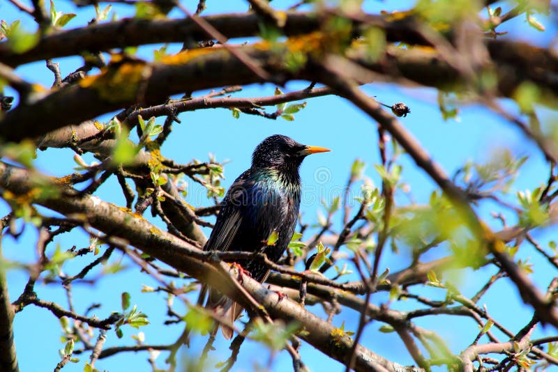 Bird on tree stock image. Image of beak, finch, adult - 39972077