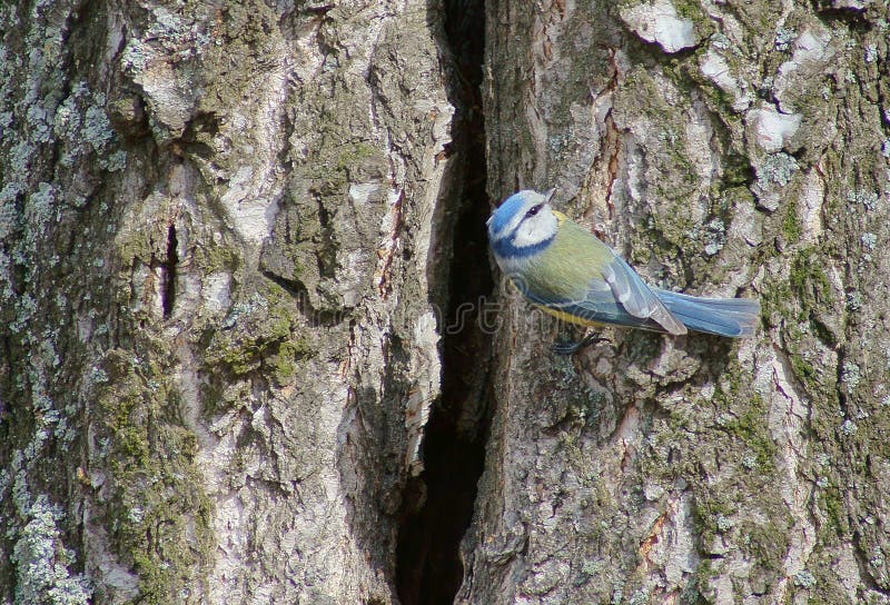 Bird on the tree stock photo. Image of beak, animal - 100250716