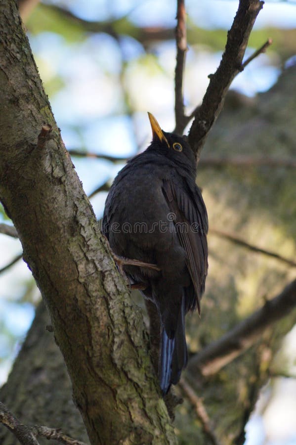 Bird on the tree stock image. Image of wings, tree, bird - 114947461