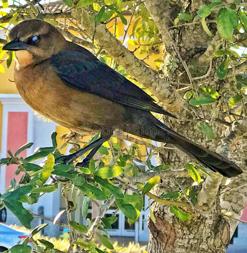 Bird in tree stock photo. Image of landed, branch, small - 93835554