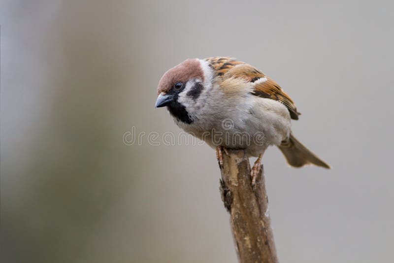 Bird - tree sparrow stock image. Image of spring, winged - 4821333